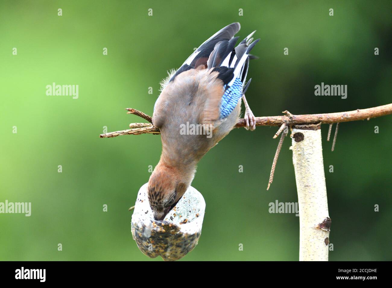 The Eurasian jay hanging and eating on tallow ball with sunflower seeds ...