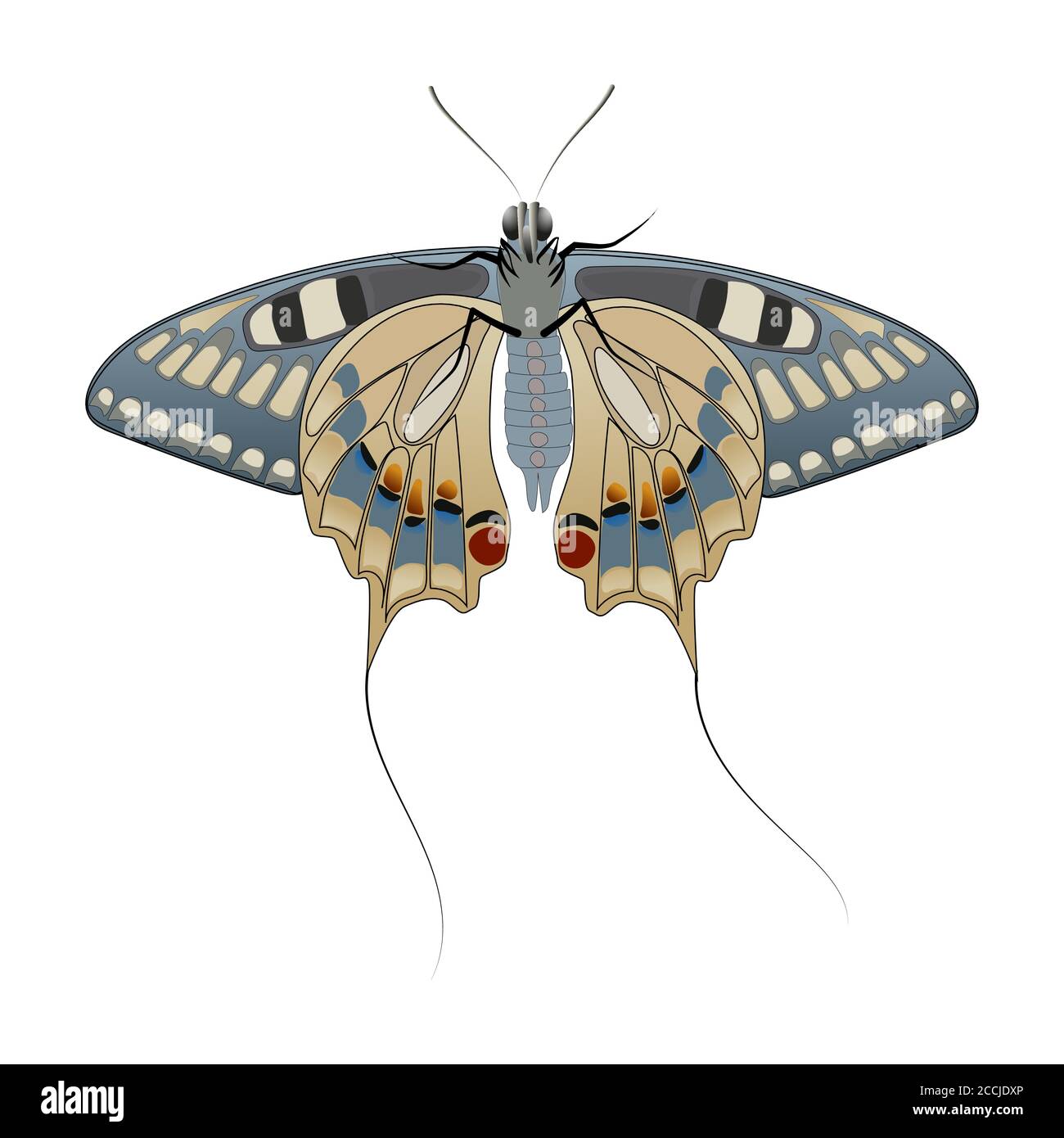 Butterfly with tails isolated on a white background. View from below ...