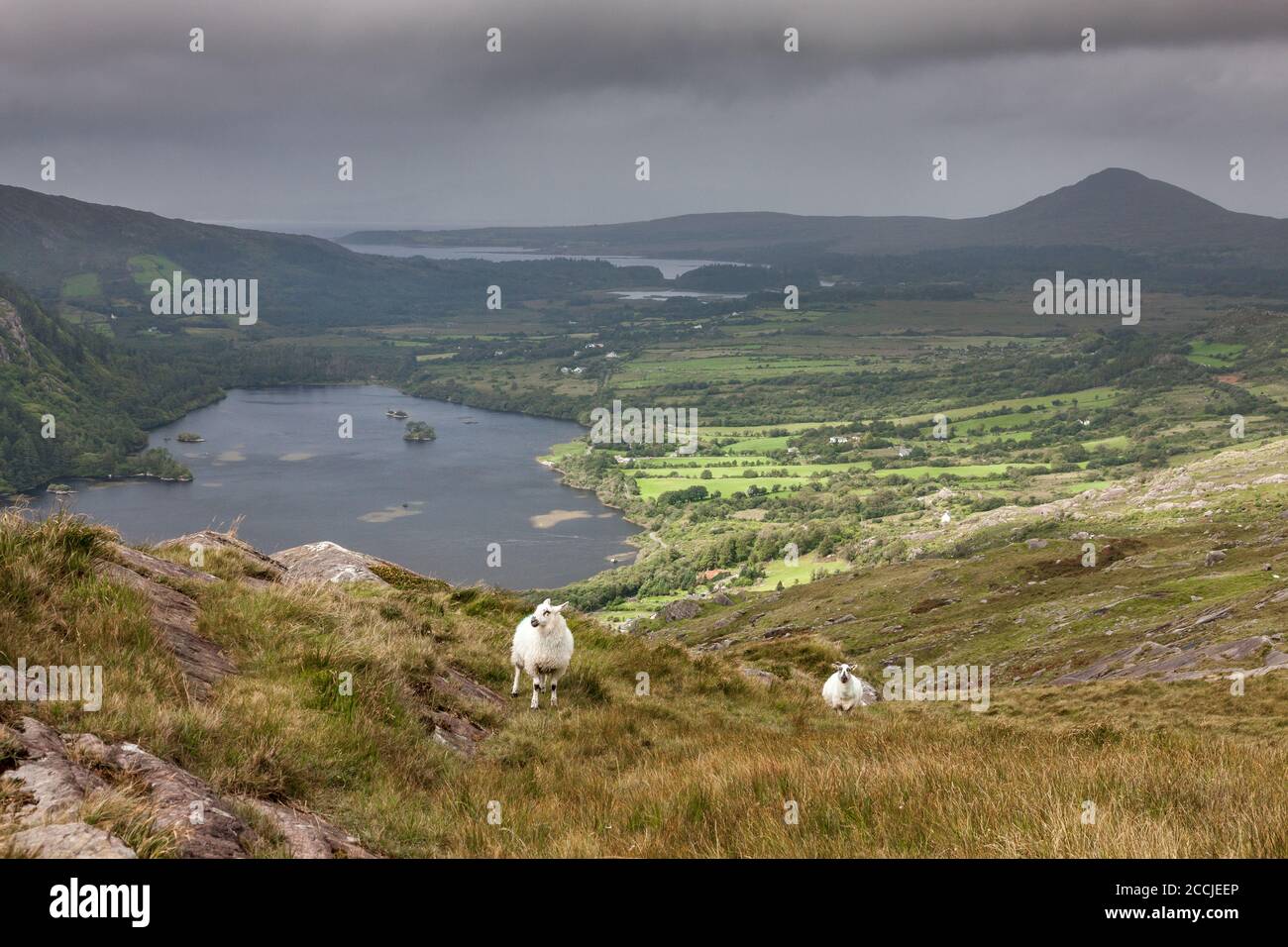 Kerry border hi-res stock photography and images - Alamy