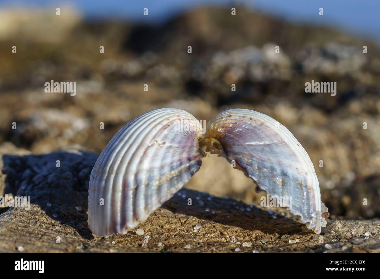Two halves of a seashell hold together at the Baltic Sea beach Stock ...