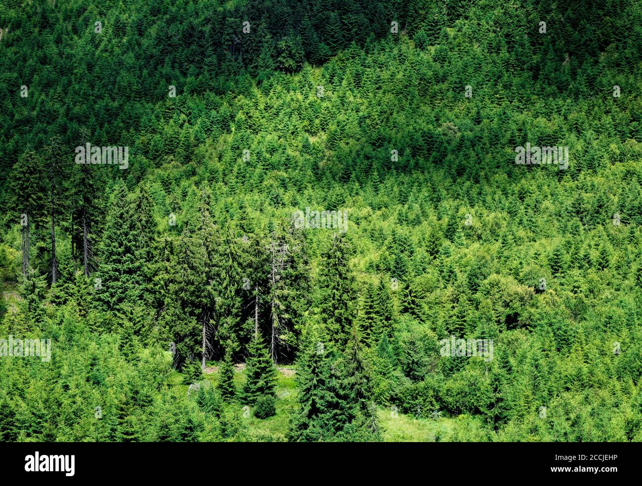 Lush evergreen forest hi-res stock photography and images - Alamy
