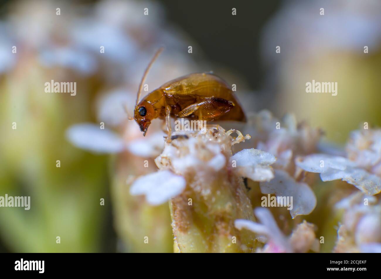 small bug on white blossom Stock Photo - Alamy