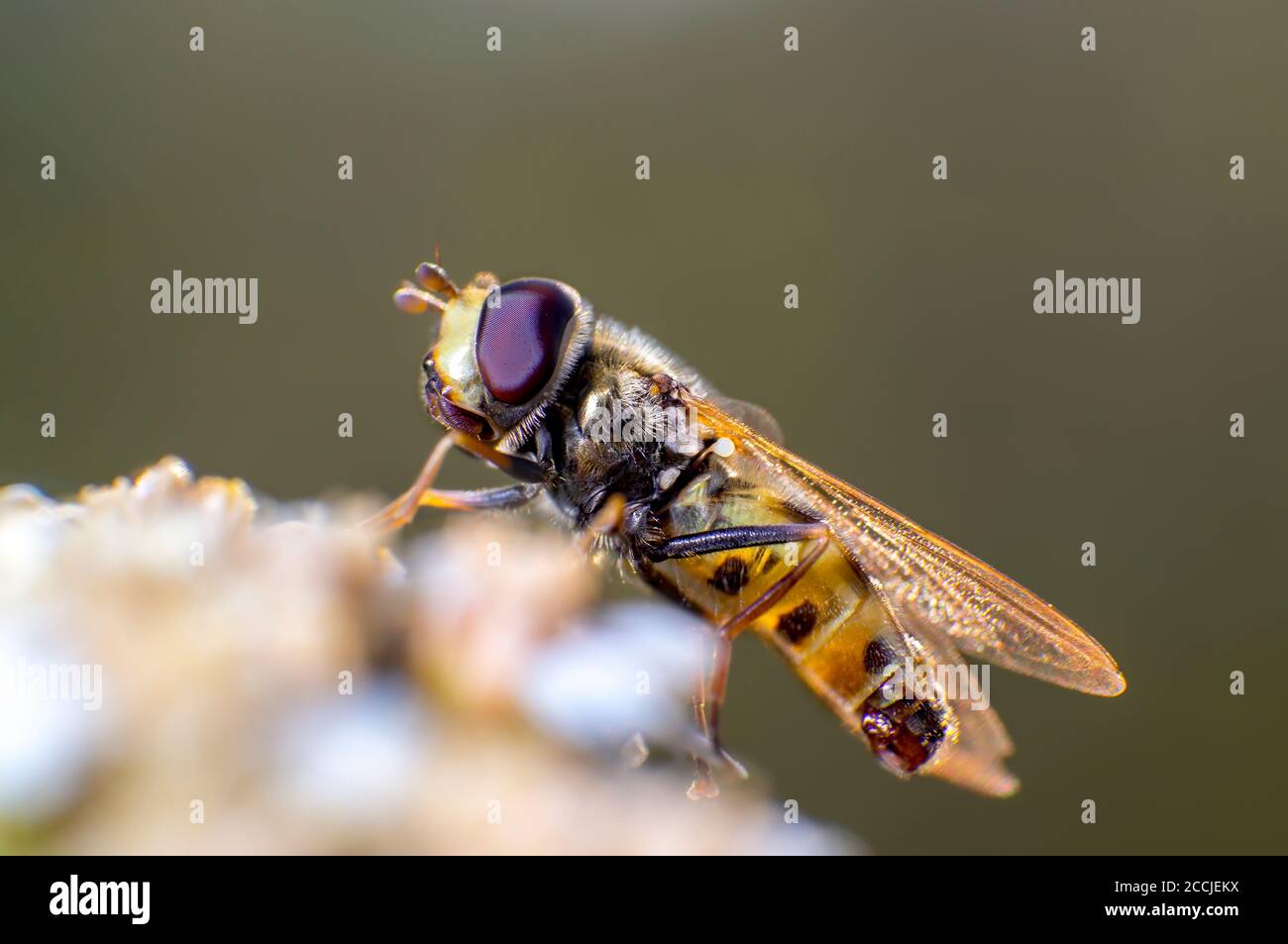 Tiger hoverfly hi-res stock photography and images - Alamy