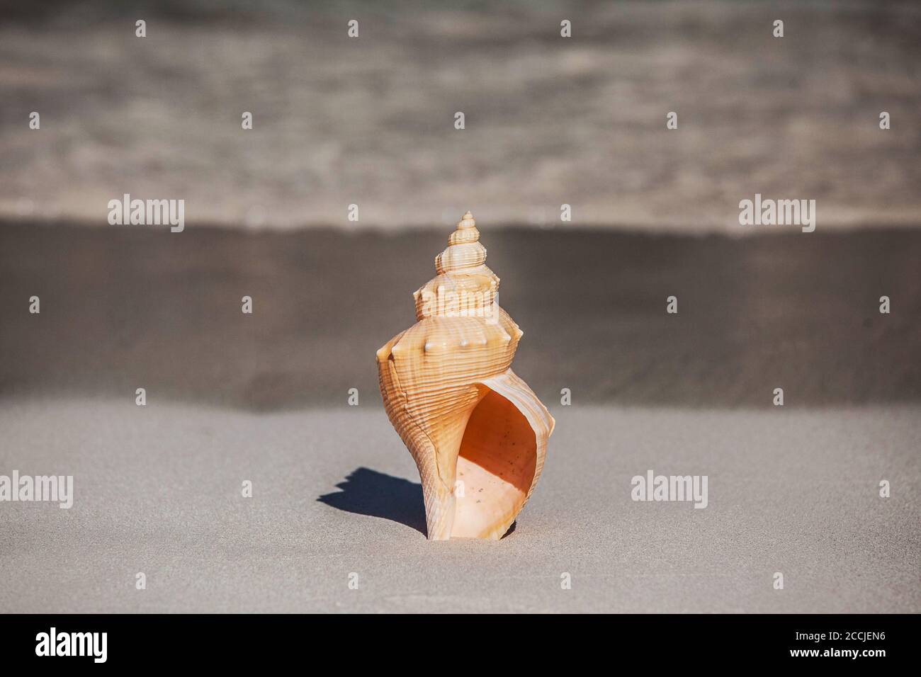 Conch shell on beach hi-res stock photography and images - Alamy