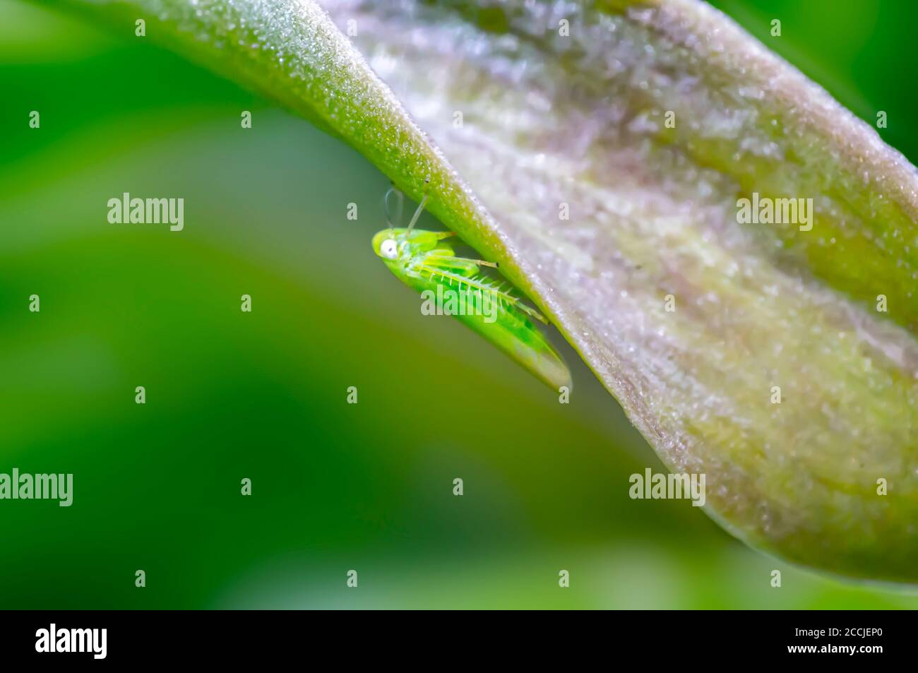 small insect cicada in spring season Stock Photo - Alamy