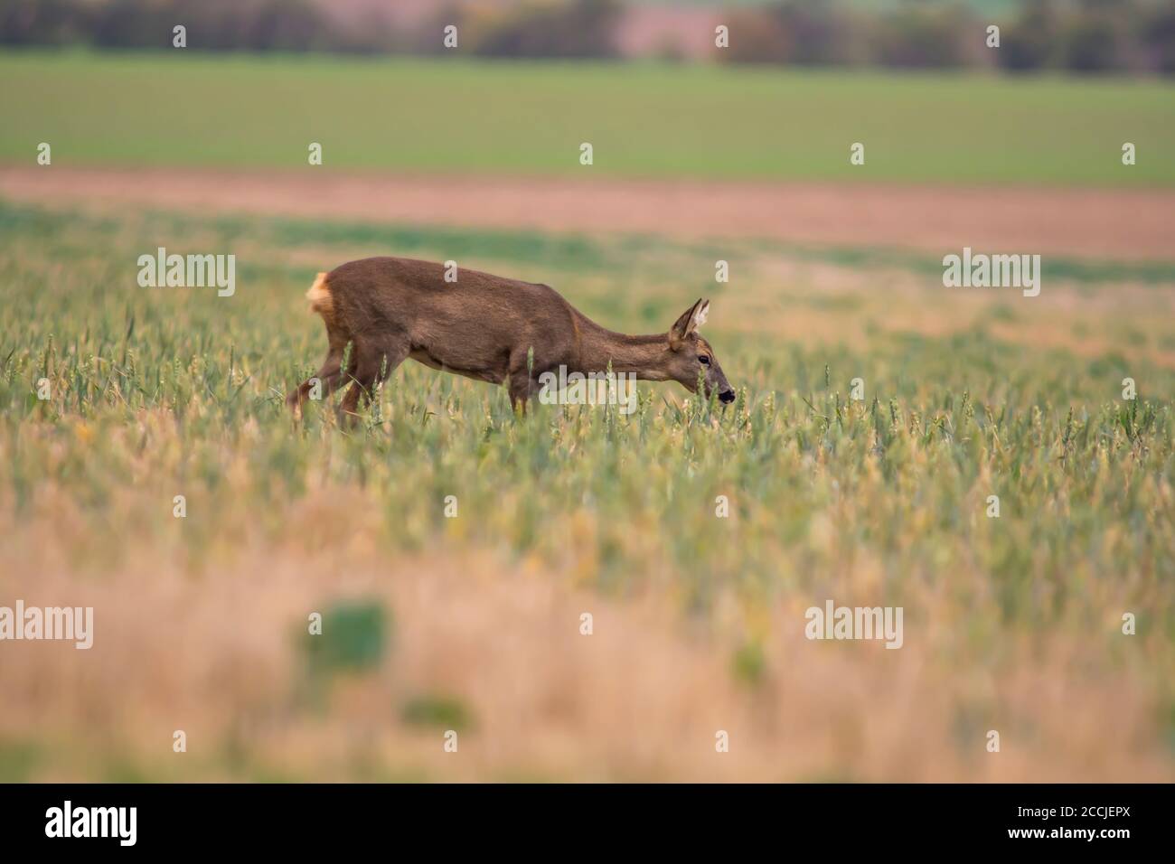 roe deer at corn field in the wild nature Stock Photo - Alamy