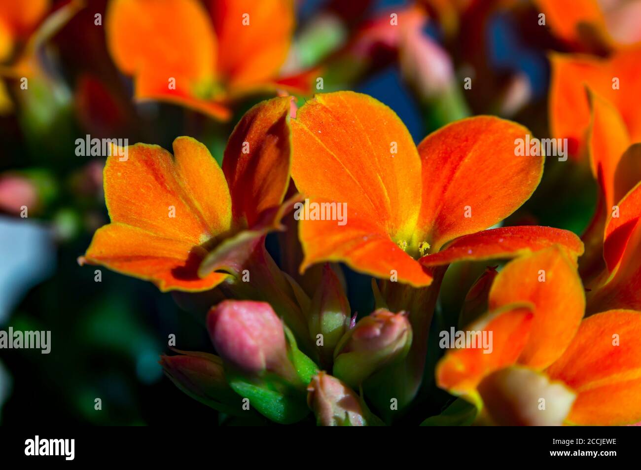 Orange blossom season hi-res stock photography and images - Alamy