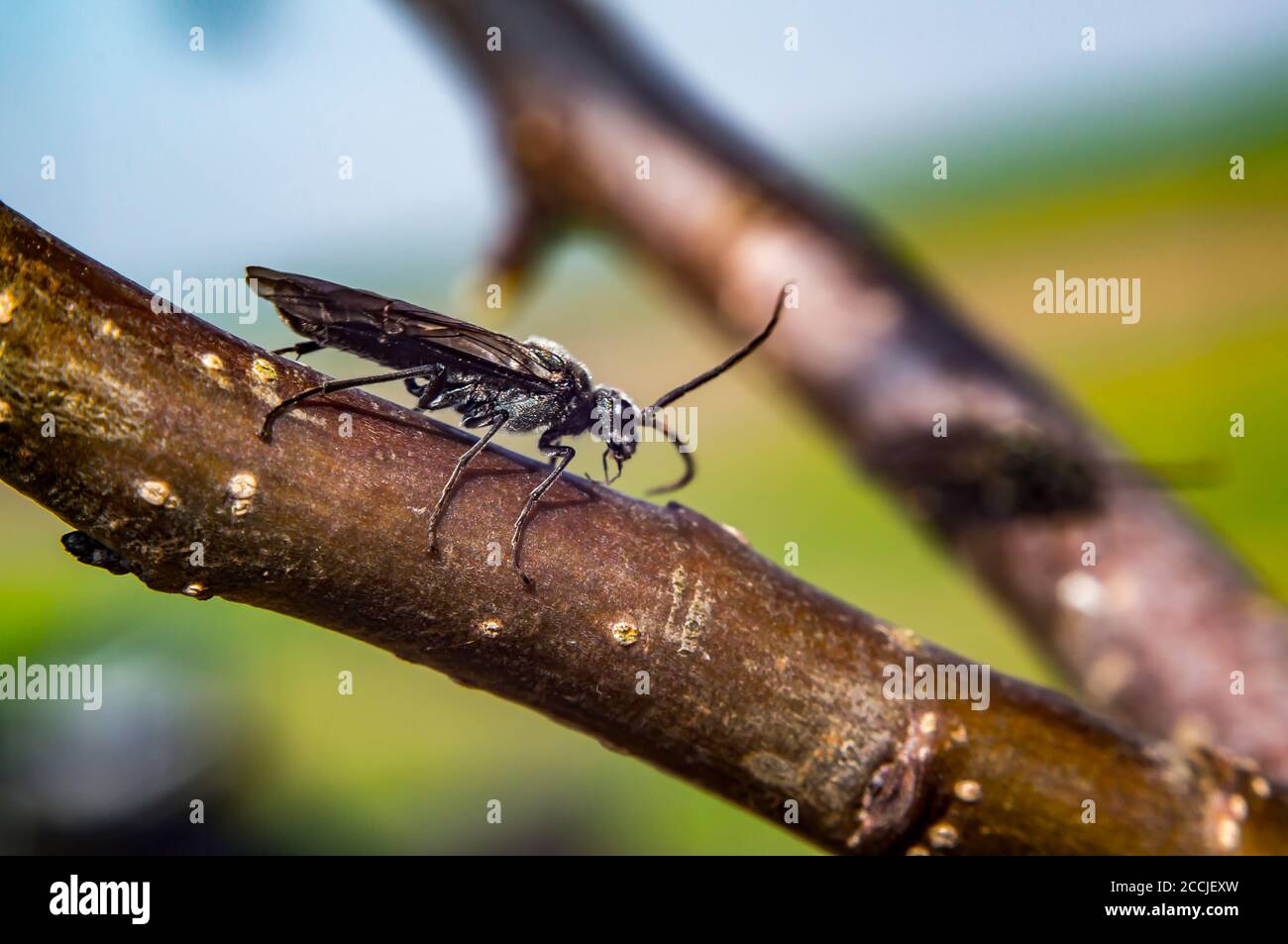 March fly on tree in spring season Stock Photo - Alamy
