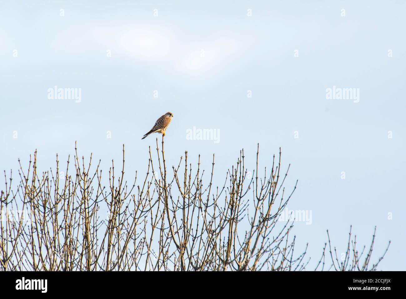 little tower falcon crestel on a tree Stock Photo - Alamy