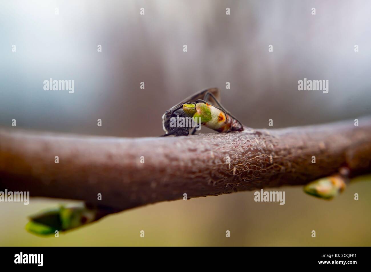 March Fly in my nature season garden Stock Photo - Alamy