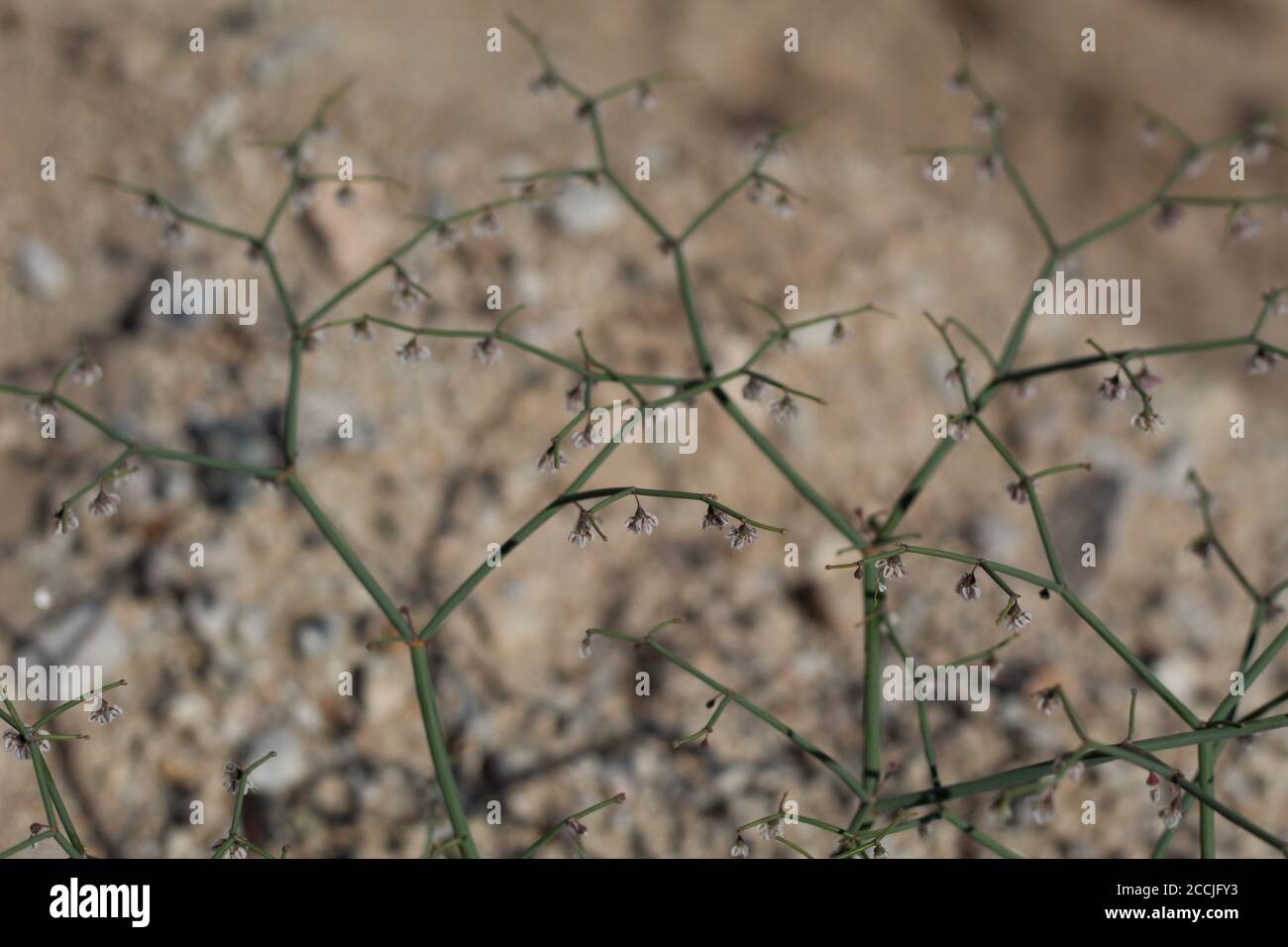 Tiny inflorescences, Flatcrown Buckwheat, Eriogonum Deflexum ...