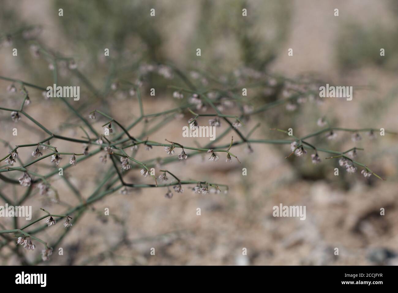 Tiny inflorescences, Flatcrown Buckwheat, Eriogonum Deflexum ...
