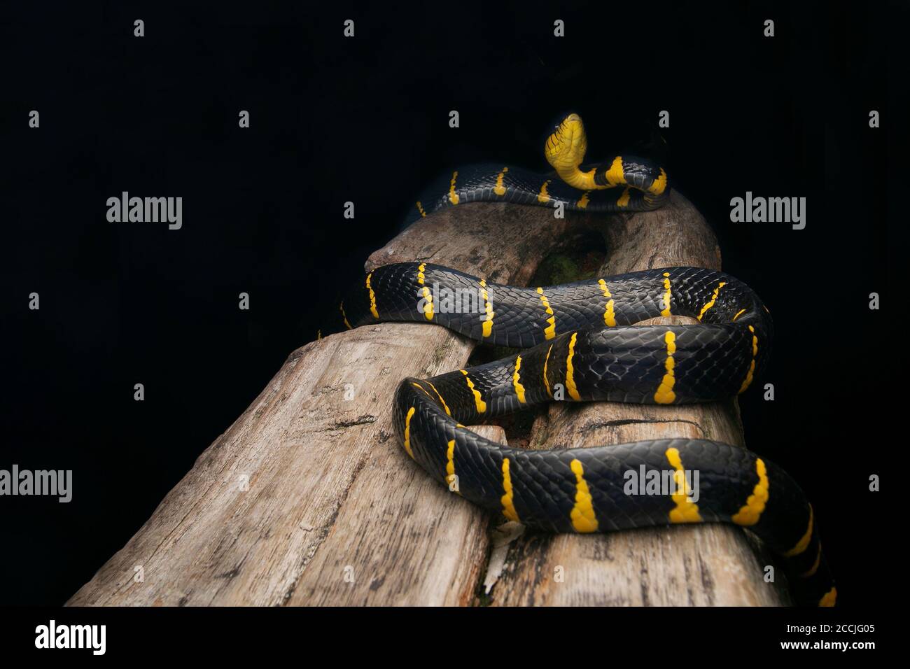 Golden Ring Cat Snake on log, portrait of mangrove cat Snake Stock ...