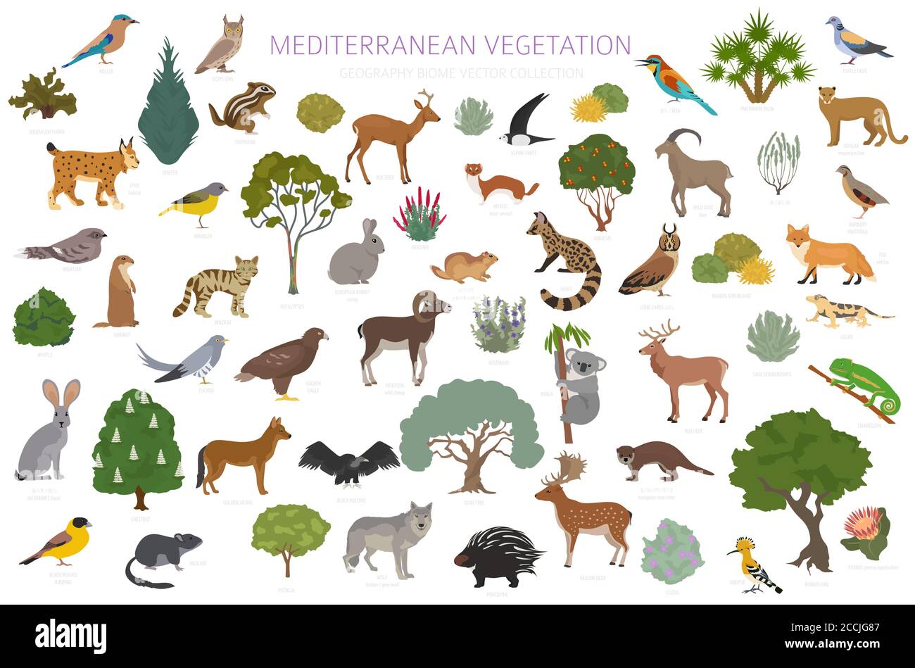 Mediterranean vegetation biome, natural region infographic. Terrestrial ...