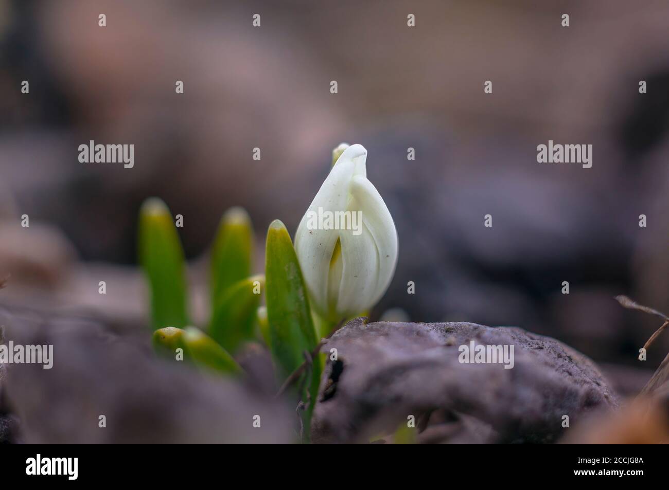 snow drop flower in my season garden Stock Photo - Alamy