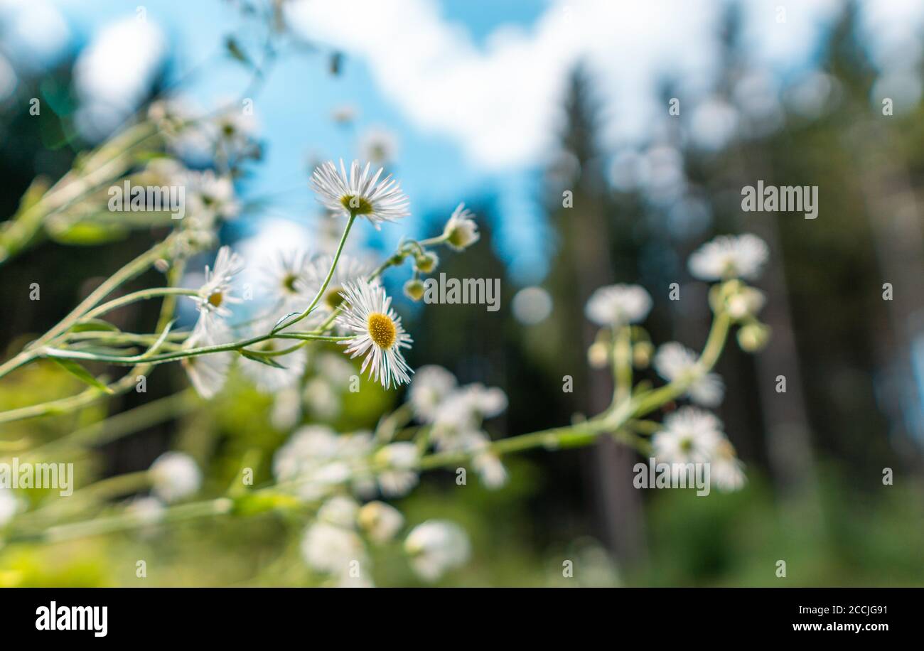 Flowering of daisies. Oxeye daisy, Leucanthemum vulgare, Daisies, Dox ...