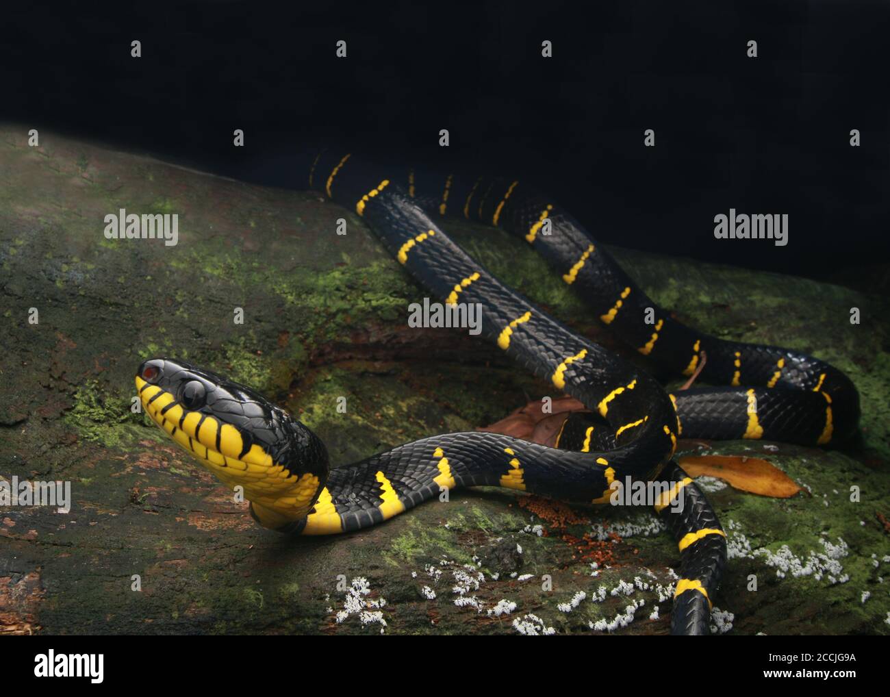 Golden Ring Cat Snake on log, portrait of mangrove cat Snake Stock ...