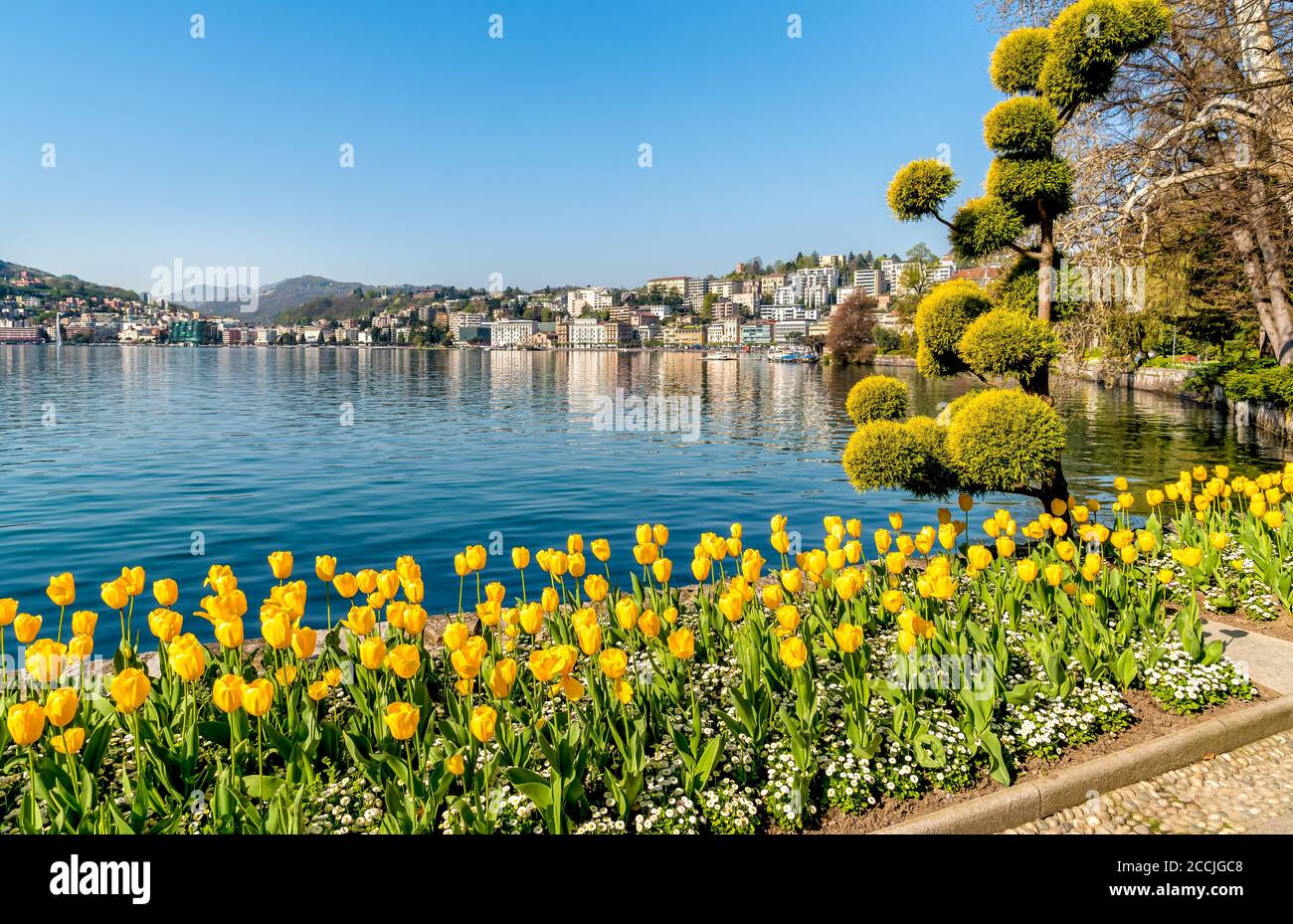 Landscape of Lake Lugano with colorful tulips in bloom from Ciani Park ...