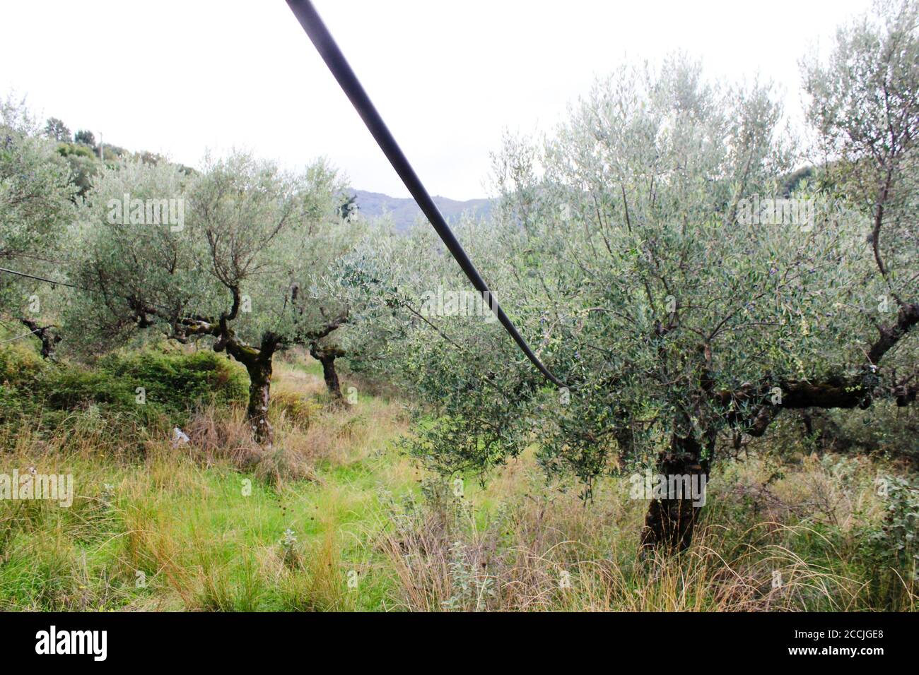 Irrigation system in olive grove in Messinia, Greece Stock Photo - Alamy