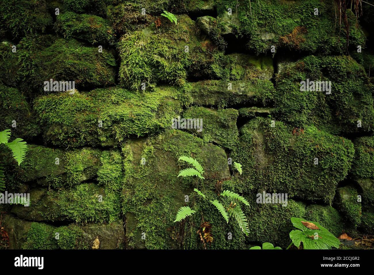 Stonework. Moss-covered ancient masonry. Moss-grown ancient stonewall ...