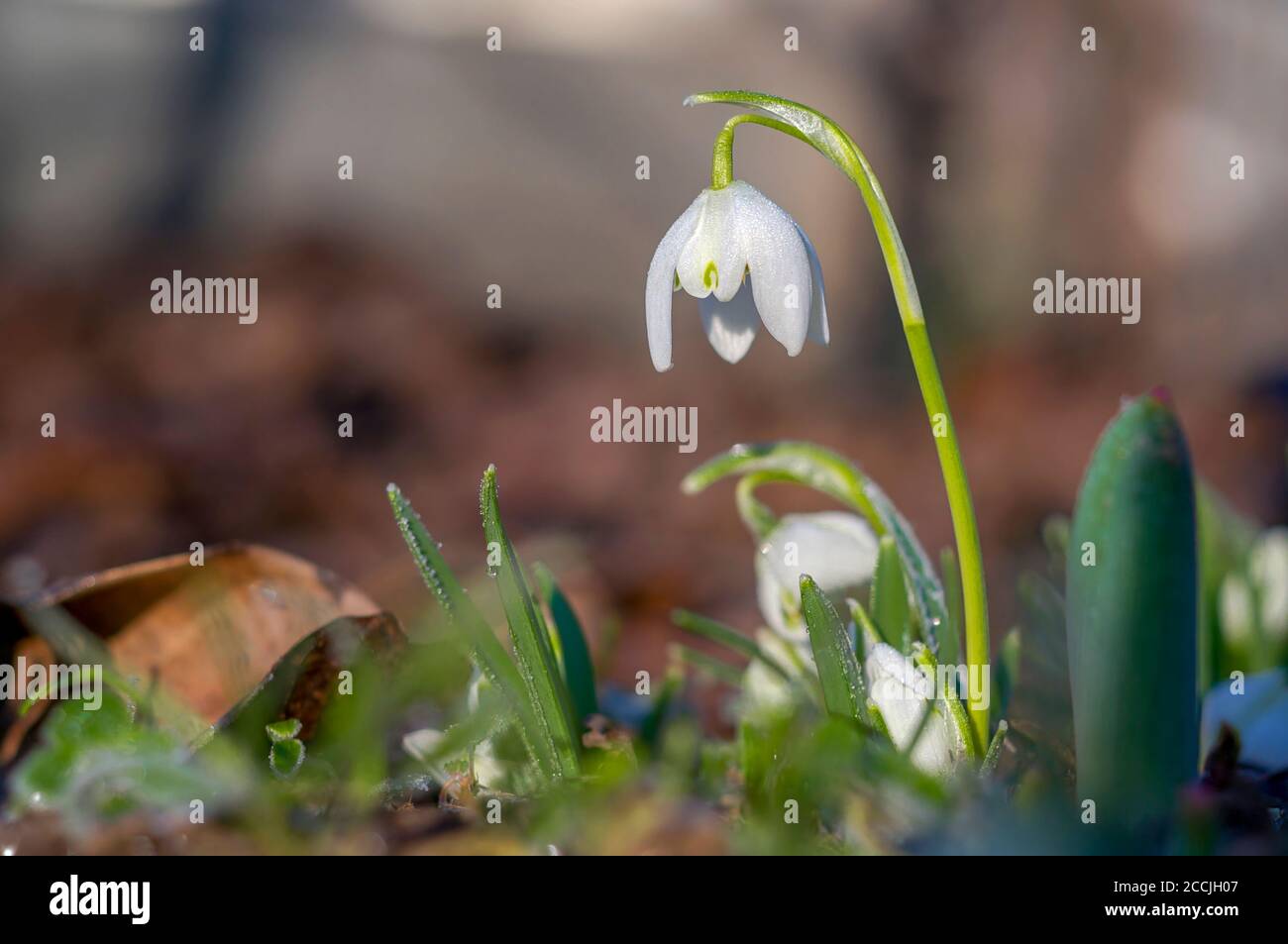 Snow drop bouquet hi-res stock photography and images - Alamy