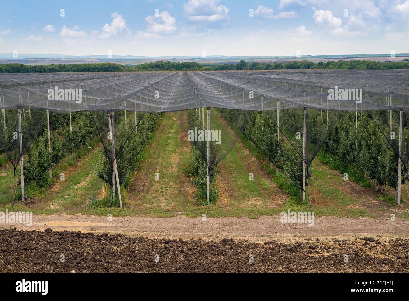 anti-hail net protection for fruit Stock Photo - Alamy