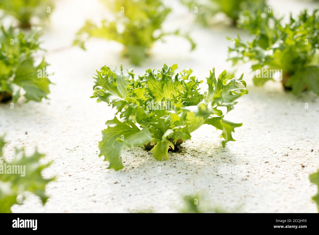Vegetables hydroponics. Hydroponics method of growing plants using ...
