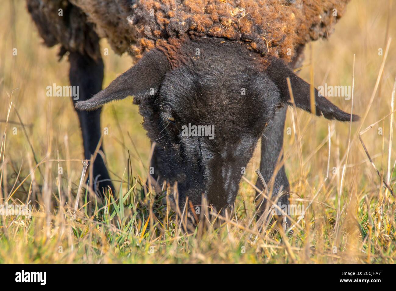 Easter white fluffy craft hi-res stock photography and images - Alamy
