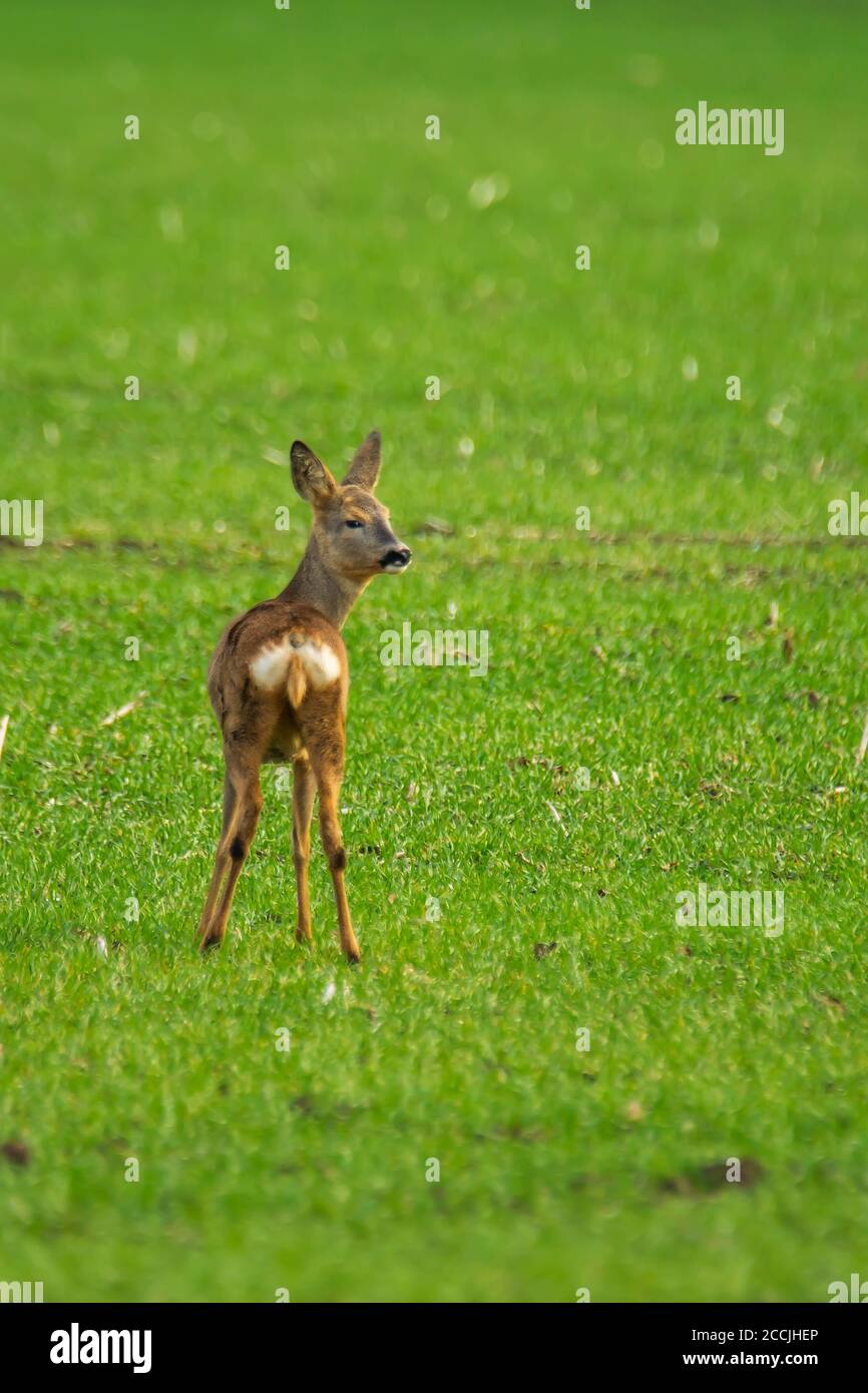 Deer corn hi-res stock photography and images - Alamy