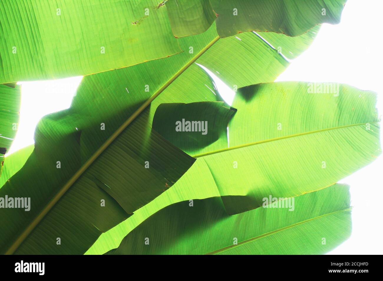 Banana Tree Leaf Texture