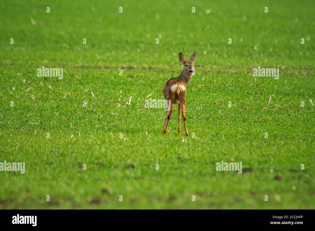 Deer corn field hi-res stock photography and images - Alamy