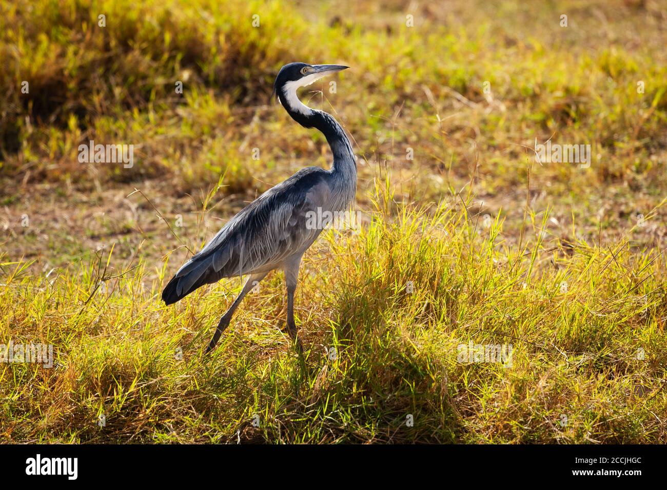 Heron like bird hi-res stock photography and images - Alamy