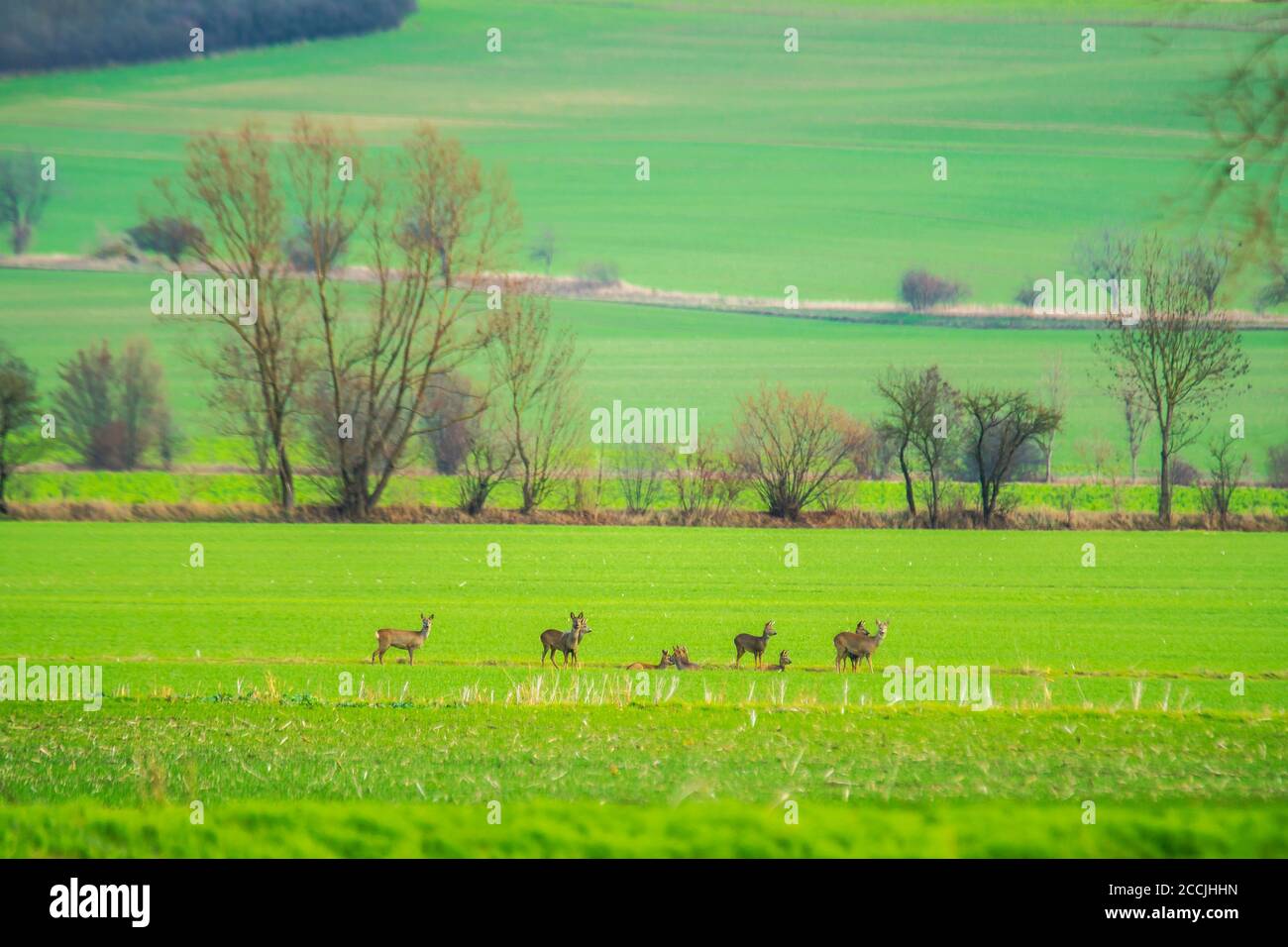 Deer corn hi-res stock photography and images - Alamy