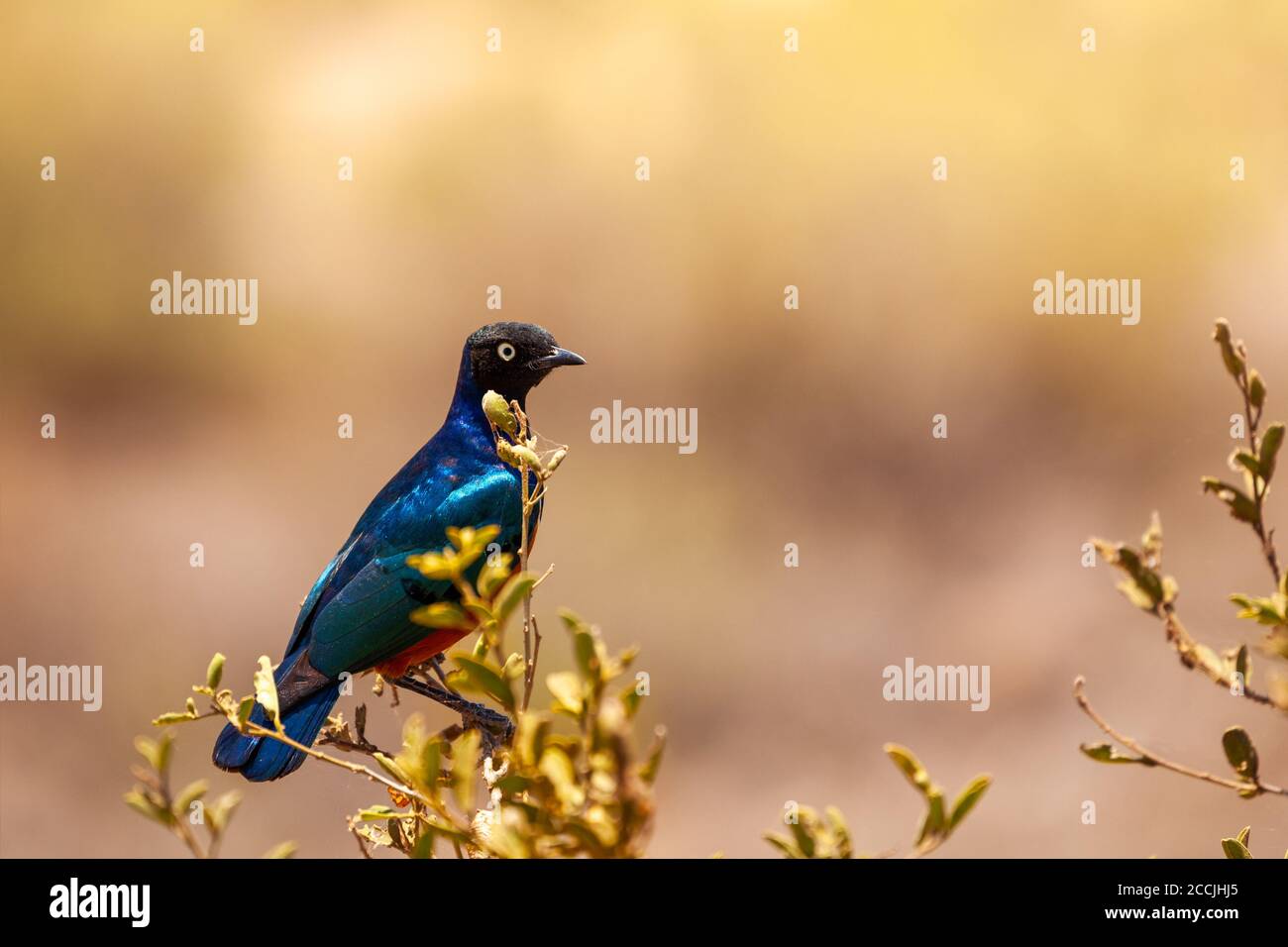 The superb starling or Lamprotornis superbus is a member of the ...