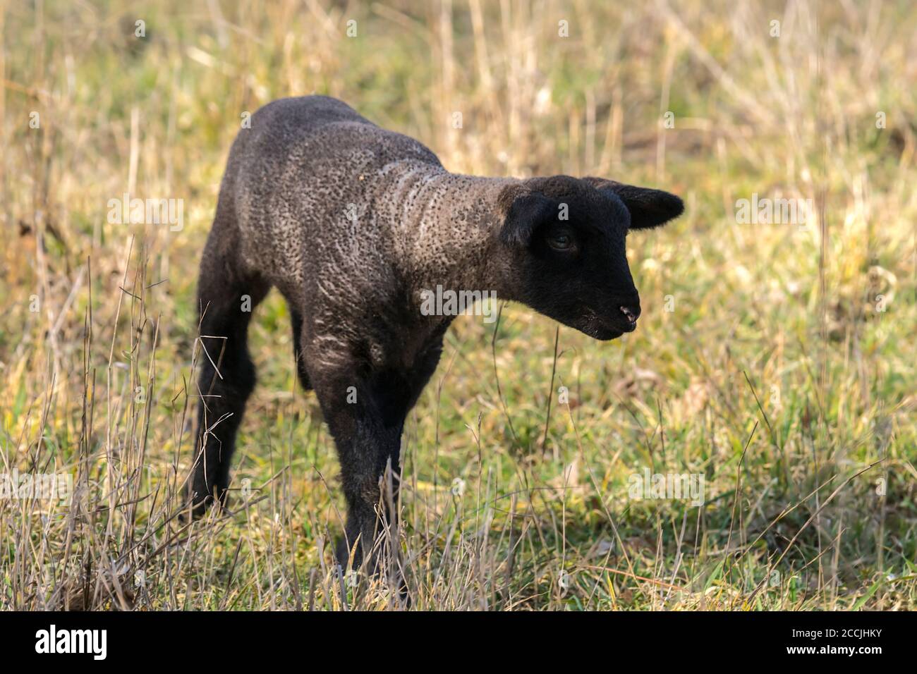 young new born black lamb explores the world Stock Photo - Alamy