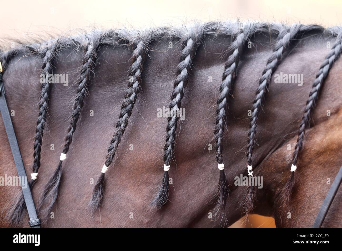 Braided mane for dressage. Braiding provides an aesthetically appealing ...