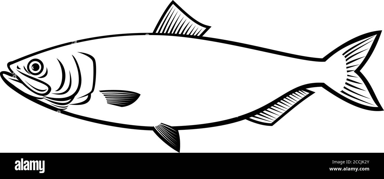 Stencil illustration of a blueback herring or blueback shad Alosa ...