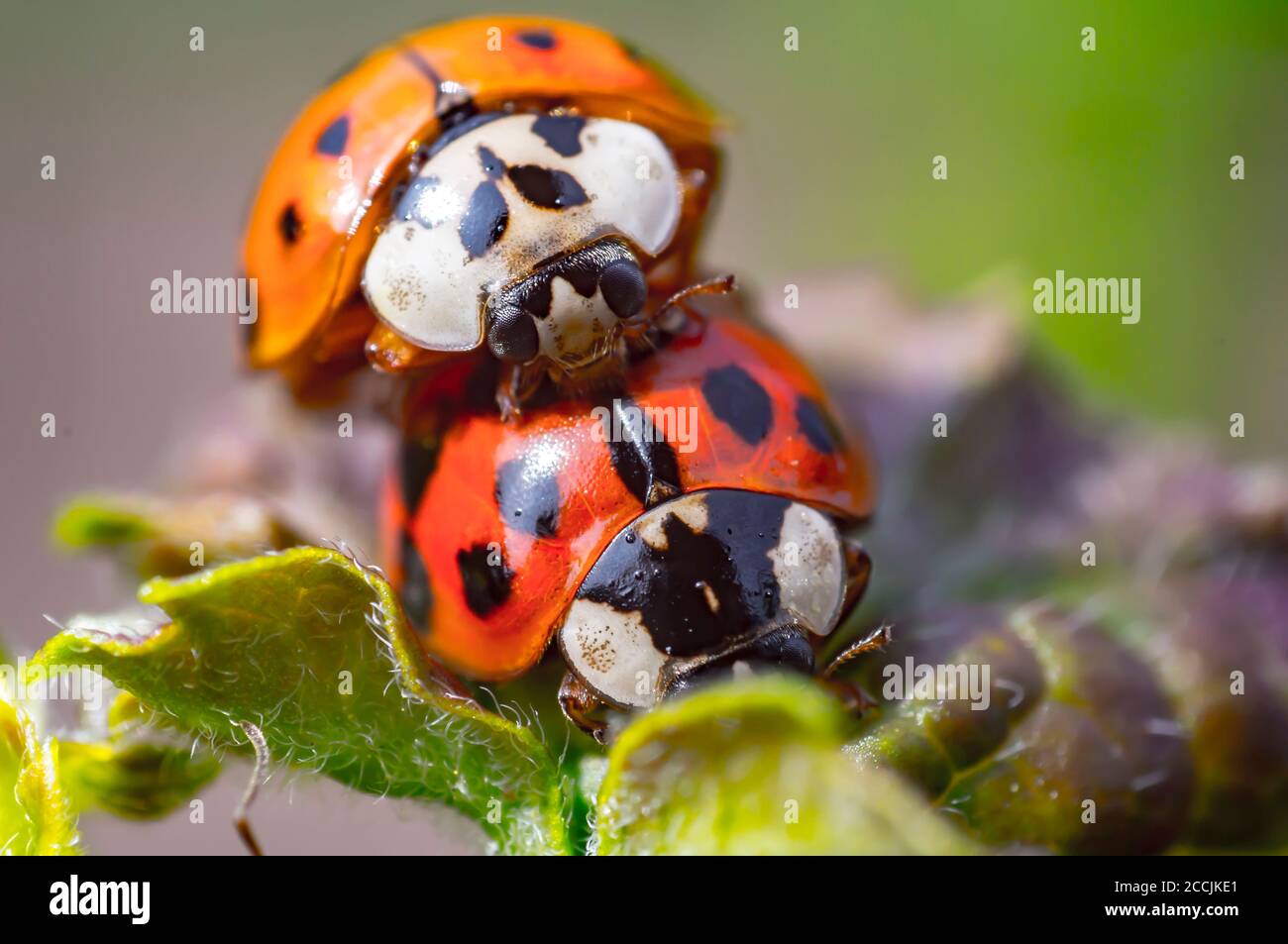 Ladybugs mating hi-res stock photography and images - Alamy