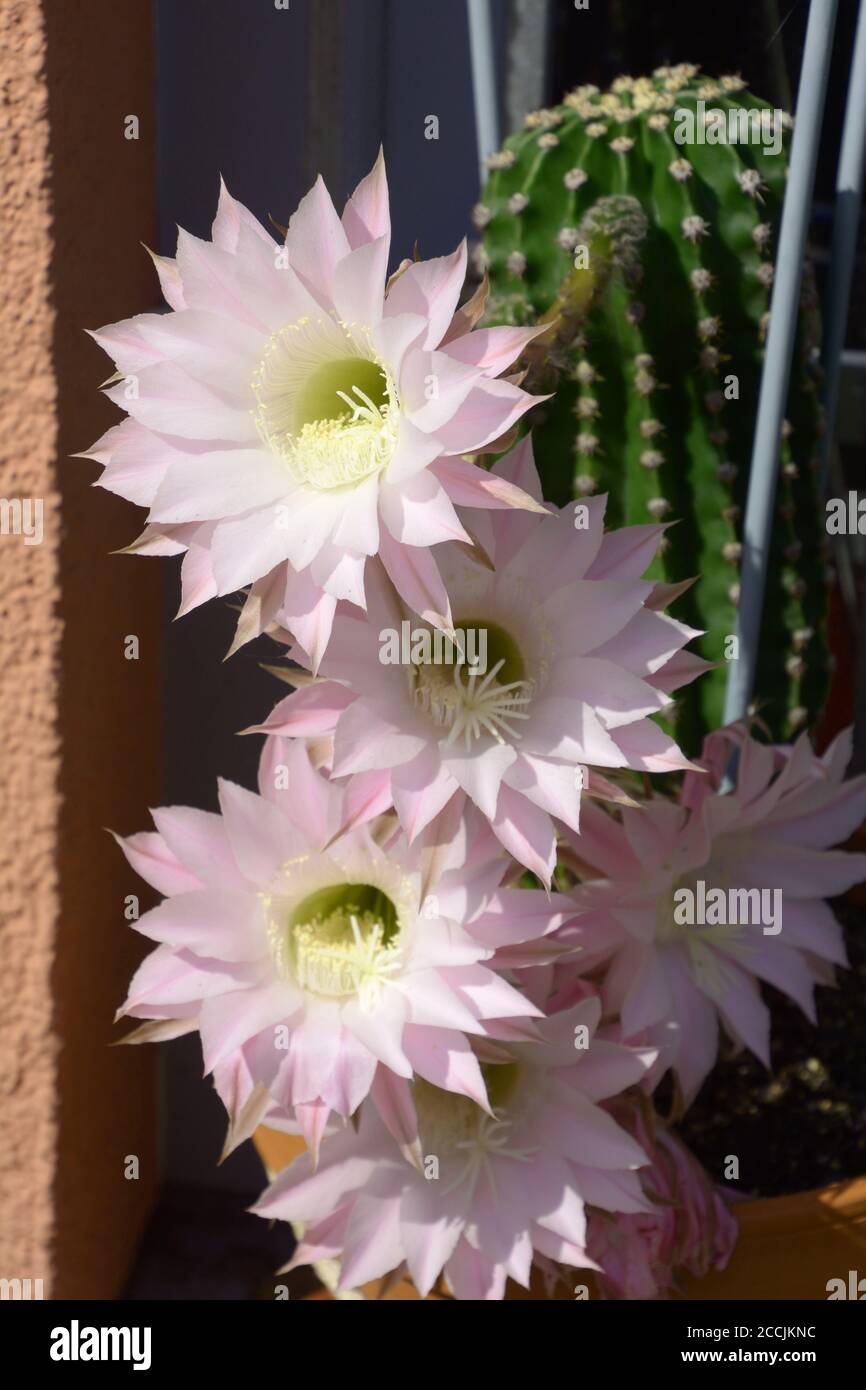 flowering echinopsis hybrid cactus outdoors in a rain-protected area ...