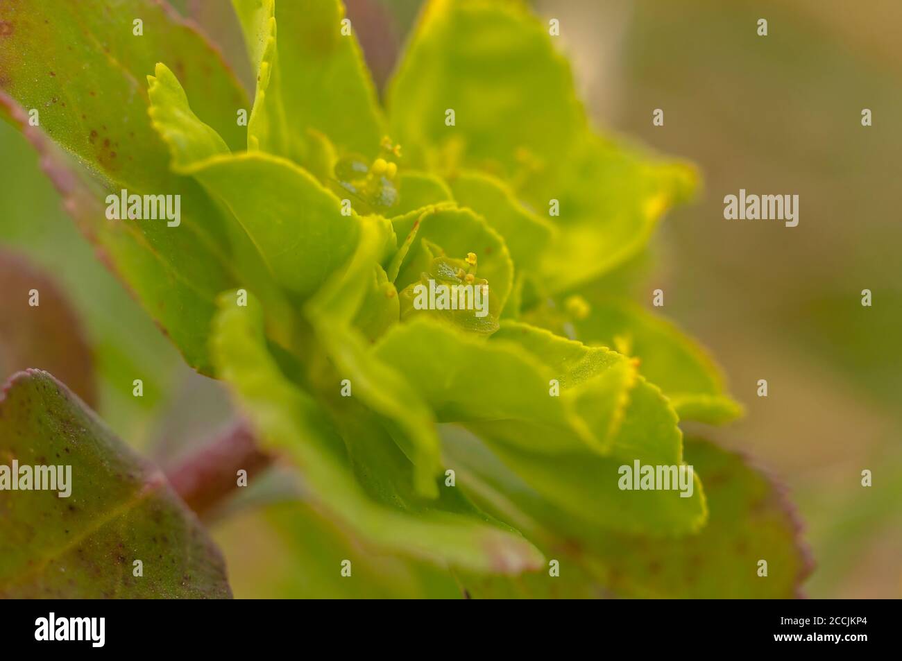 green spring flower blossom in easter garden Stock Photo - Alamy