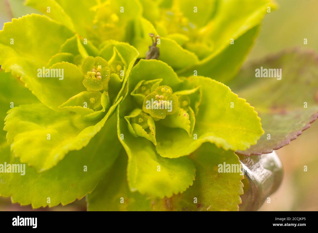 green spring flower blossom in easter garden Stock Photo - Alamy