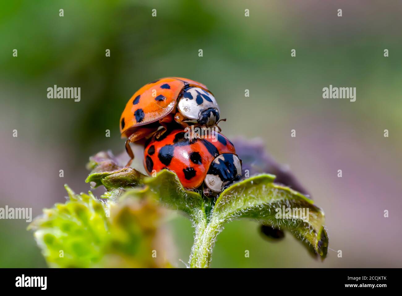 Bed bug mating hi-res stock photography and images - Alamy