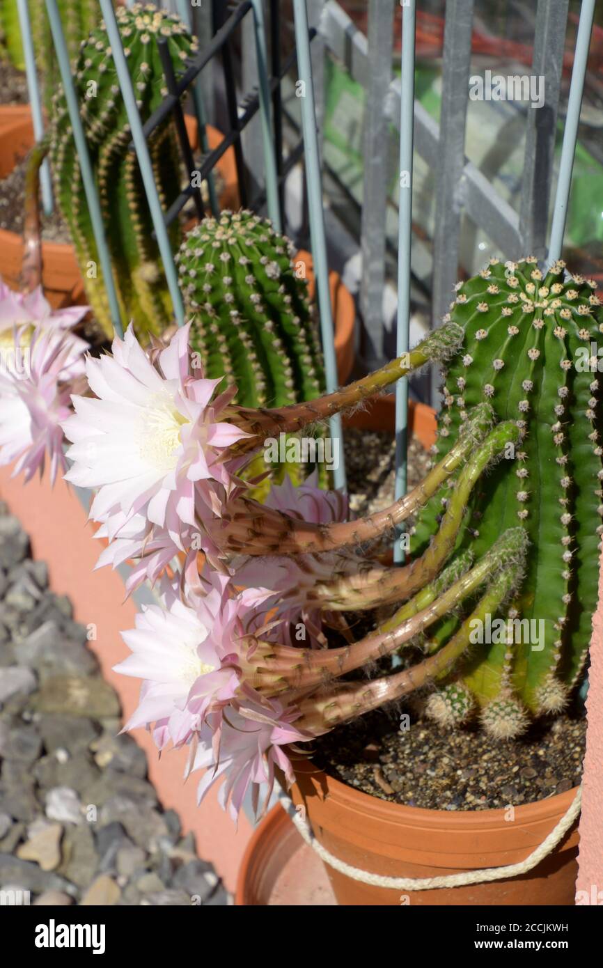 some echinopsis cacti with soft pink flowers Stock Photo - Alamy