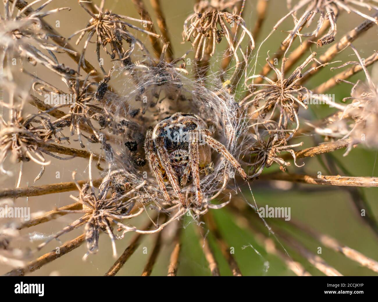 spider in its own web nest on a seasonal plant Stock Photo - Alamy