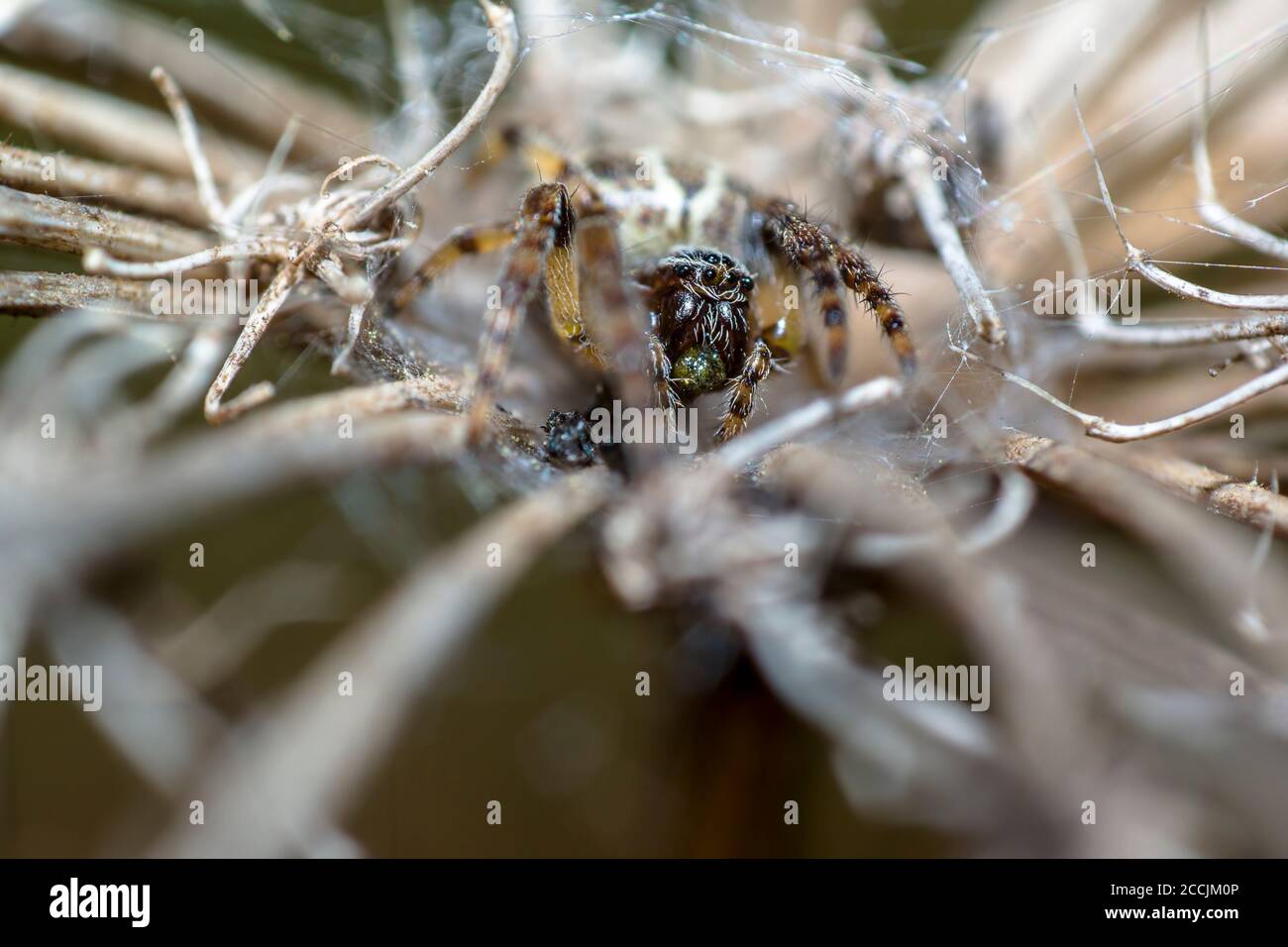 spider in its own web nest on a seasonal plant Stock Photo - Alamy