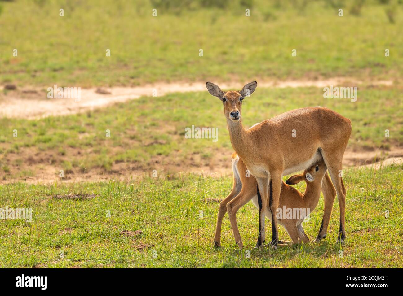 A female kob looking at the camera, nursing her baby (Kobus kob ...