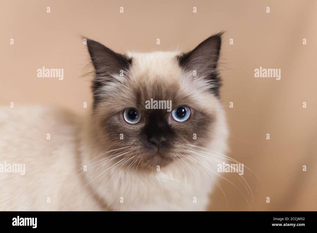 Cross breed kitty with point coloration and blue eyes, portrait on ...