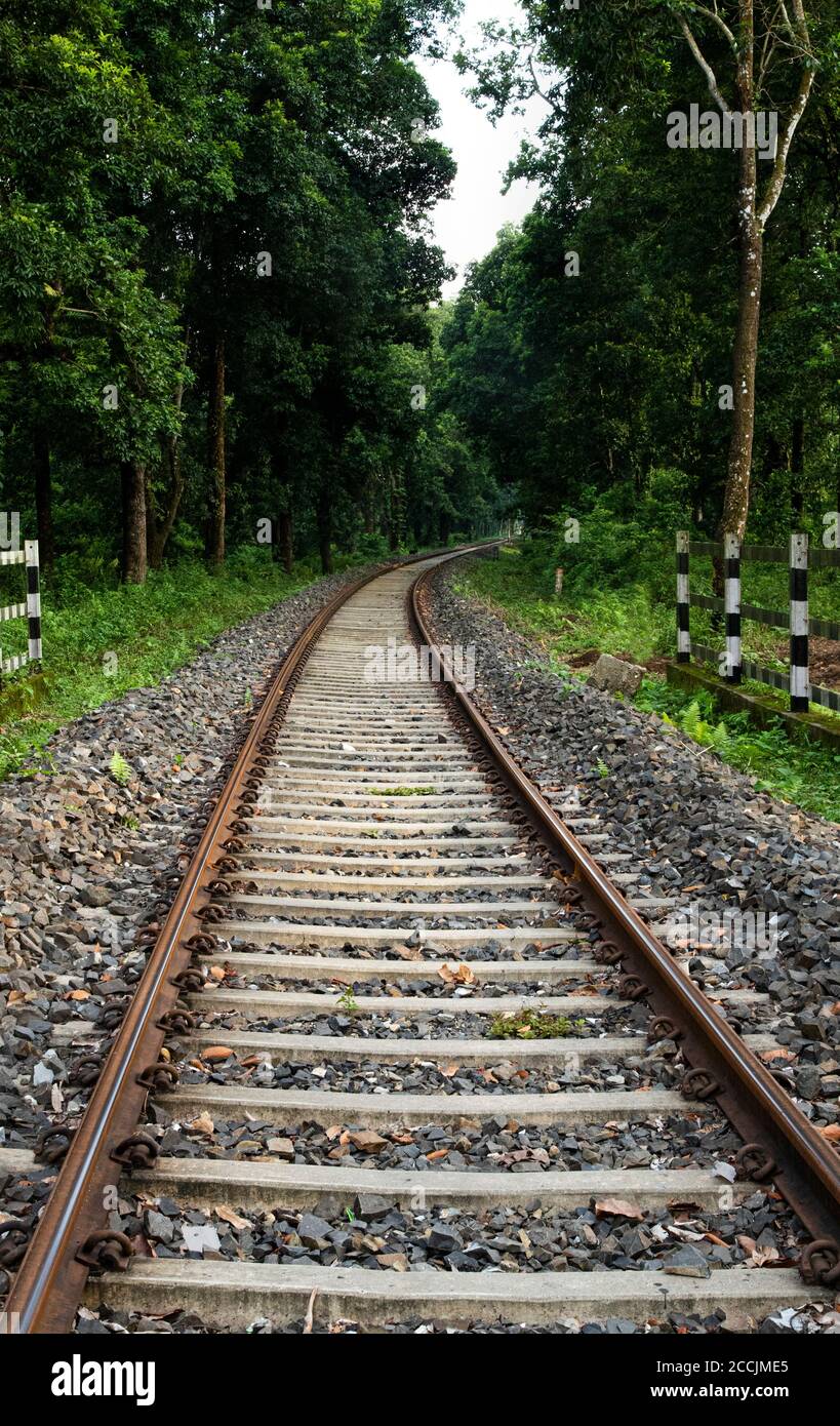 train track passing inside forest Stock Photo - Alamy