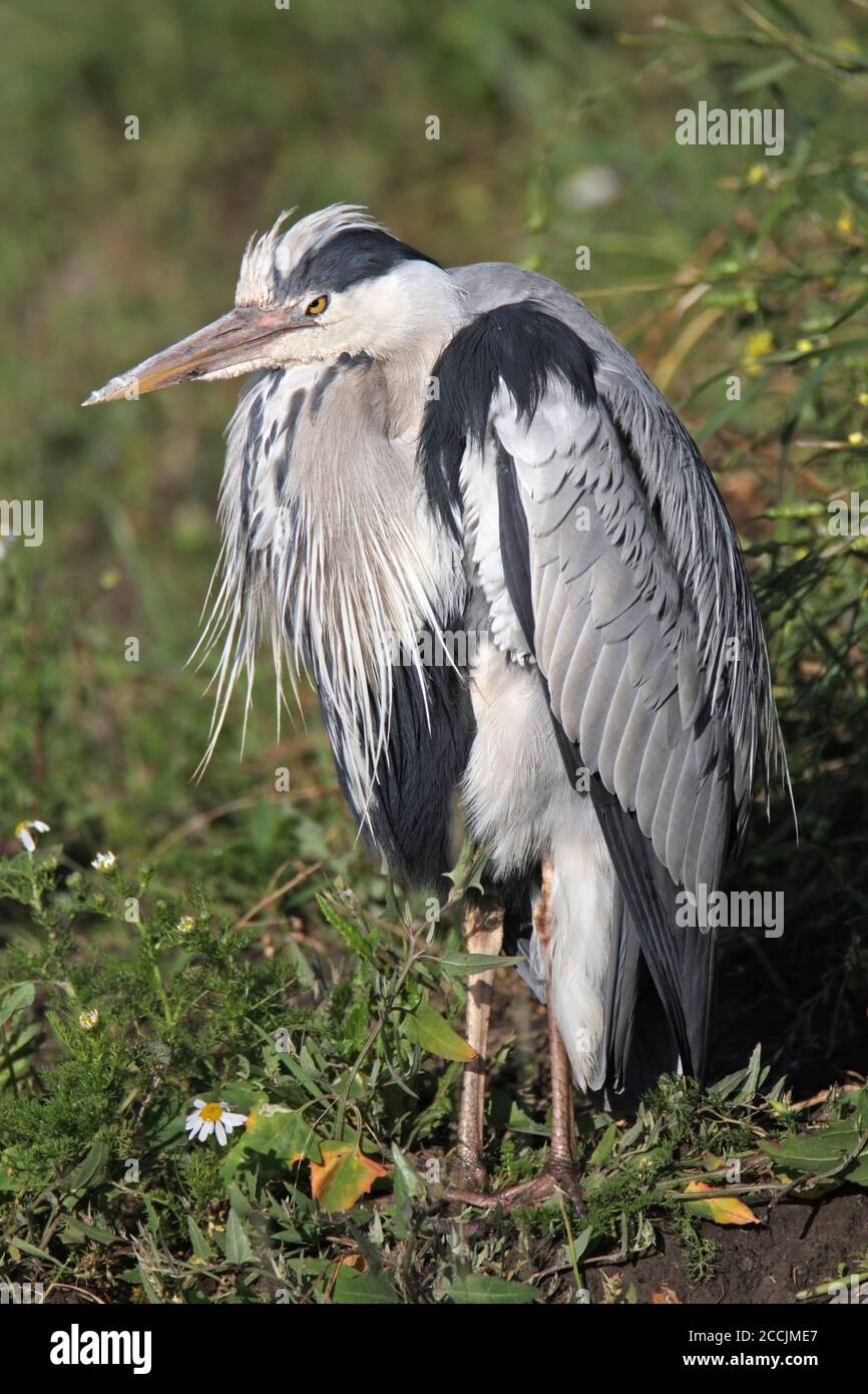 Dishevelled looking bird hi-res stock photography and images - Alamy