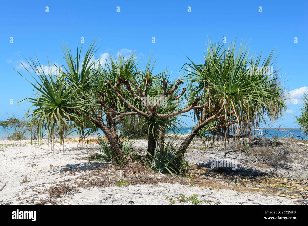 Pandanus (Pandanus spiralis) growing on the beach in Cobourg Peninsula ...